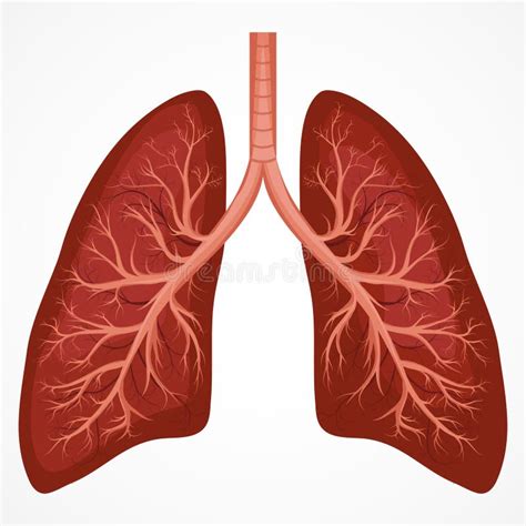Human Lung Anatomy Diagram Stock Vector Image Of Biology 62819280