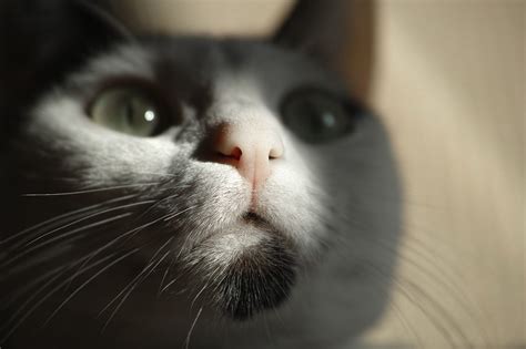Cómo evitar que tu gato se escape de casa Consejos prácticos para un