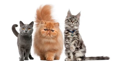 Types Of Cats List Of Cat Breeds Pets Tutorial Atelier Yuwa Ciao Jp