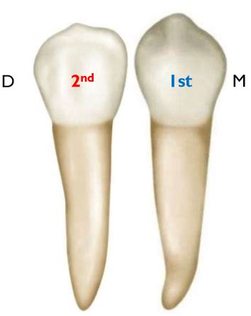 Mandibular Pre Molars Flashcards Quizlet