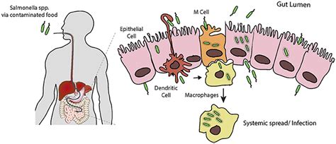 Frontiers Swiss Army Pathogen The Salmonella Entry Toolkit