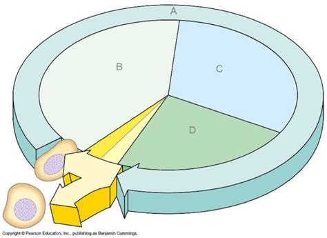 Final Flashcards Bio Final Review Genetics Protein Synthesis