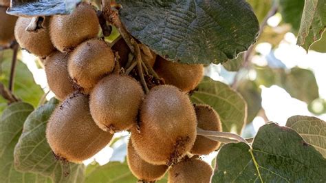 How Are Kiwi Grown In California Youtube