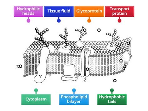 AS Fluid Mosaic Model Diagram Labelled Diagram