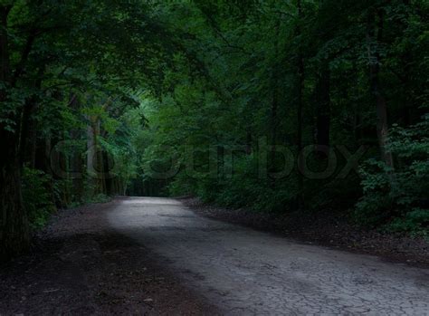 Vej i en mystisk mørk skov Stock foto Colourbox