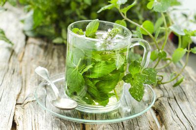 Las Mejores Plantas Medicinales Para La Alergia