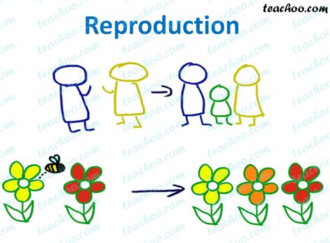 What Is Reproduction Importance Of Reproduction Teachoo