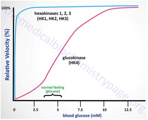 Start Of Exam Material Lecture Carbohydrates Glycolysis And The