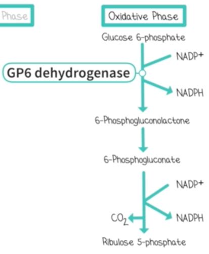 Glycogen Metabolism Flashcards Quizlet
