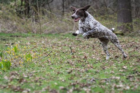 Reasons Why You Shouldnt Get A German Shorthaired Pointer Active