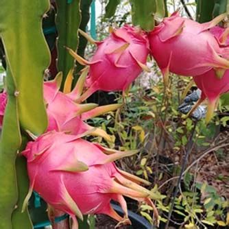 C Mo Plantar Pitahaya En Casa