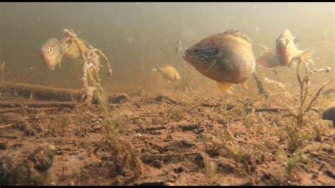 How Do Fish Survive In Lakes Underwater Footage YouTube