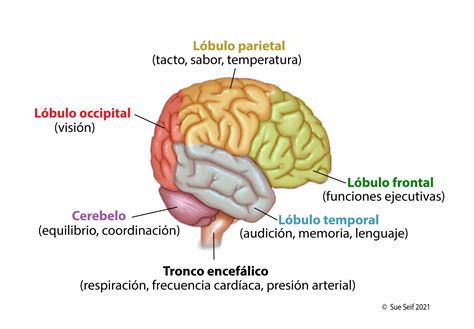 L Bulos Del Cerebro Y Sus Funciones Oncolink