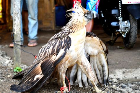 The Philippine Eagle Philippine Eagle 11 Facts About The