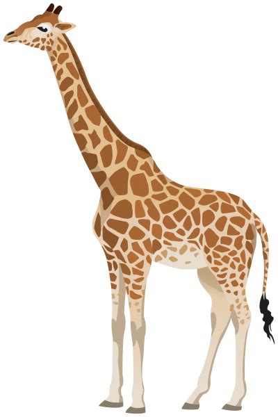 Giraffe PNG Vector Images With Transparent Background TransparentPNG