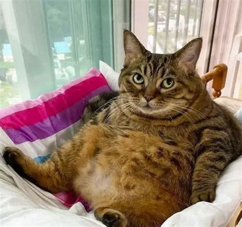Những chú mèo fat cute cats đáng yêu và đầy sức sống