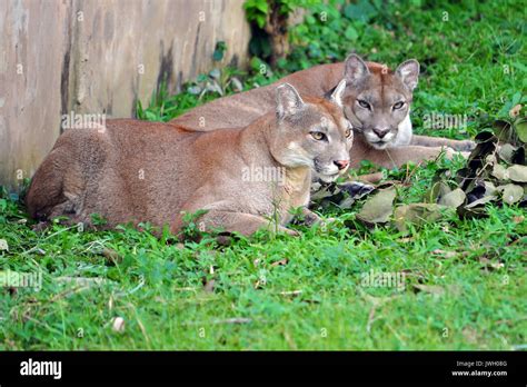 El puma Puma concolor también conocido como puma puma gato montés