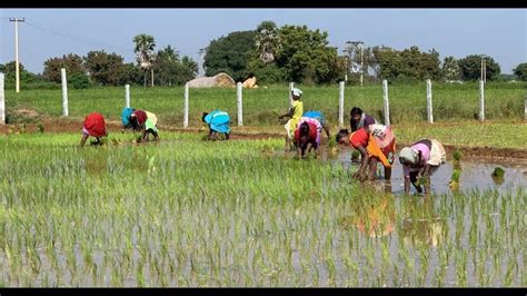 Rice Farming Complete Guide From Seeds To Harvest Tamil Nadu India