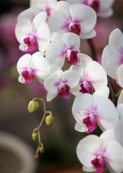 Como faço para replantar uma orquídea PlantaSonya O seu blog sobre