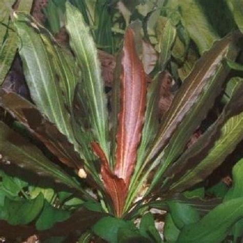 Echinodorus Rubin Broad Leaf Flora Aquática