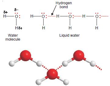 Hydrogen Bonding Definition Types Examples Characteristics Read