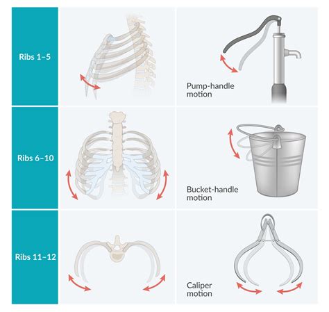 Consumption Conform Initially Pump Handle Vs Bucket Handle Slight