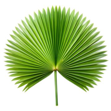 Tropical Nature Green Fan Palm Leaf Png File Tropical Leaves Palm