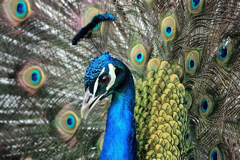 Por qué extiende la cola el pavo real Descúbrelo
