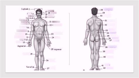 Anterior And Posterior Regions Of The Human Body Diagram Quizlet