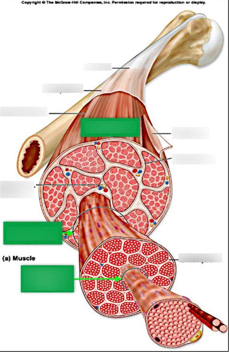 Skeletal Muscle Diagram Diagram Quizlet