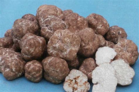 Comment Trouver Des Truffes Dans Son Jardin Promesse De Fleurs
