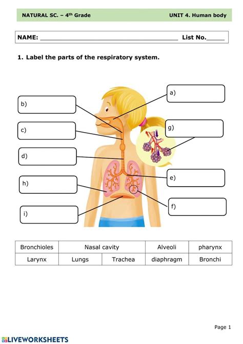 Respiratory System Worksheet Pdf Respiratory System Human Body