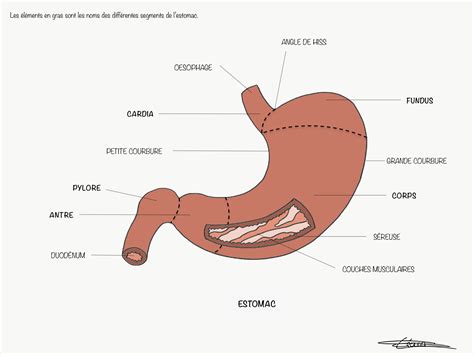 Estomac Fiches IDE