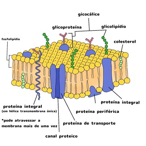 Scientists Develop New Process To Create Artificial Cell Membranes
