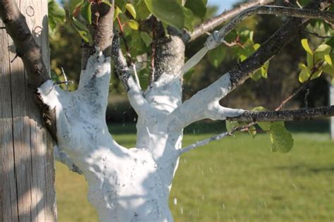 Le Badigeon De Chaux Pour Les Arbres Fruitiers