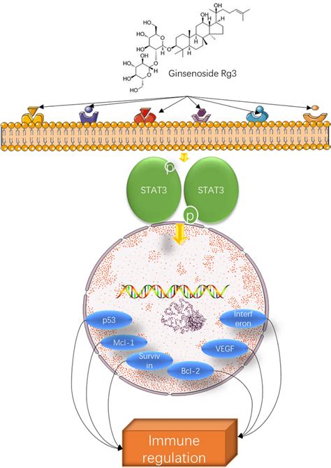 A Schematic Presentation Of JAK STAT Pathway Regulated By Ginsenoside