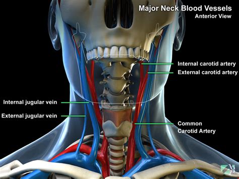 Anatomy