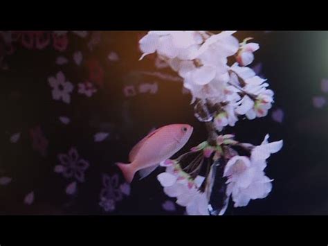 Naked Sakura Aquarium Youtube