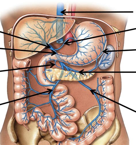 Veins Of The Abdomen Diagram Quizlet