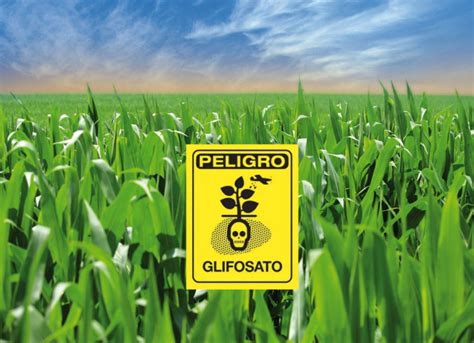 Glifosato el polémico herbicida de Monsanto Redbioética UNESCO