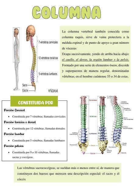 Columna Vertebral Anatom A Genessis Lissete Bravo Argando A Udocz