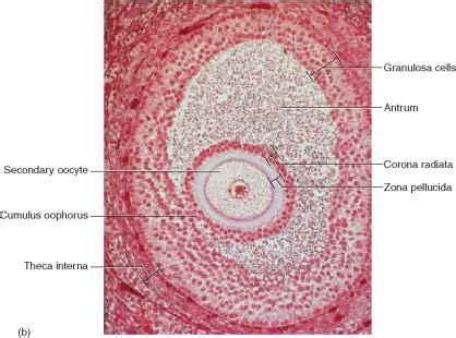 In The Mature Or Graafian Follicle Of The Ovary Naked Images Comments 3