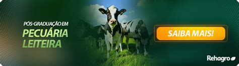 Sala De Espera Na Ordenha Conforto E Bem Estar Para As Vacas