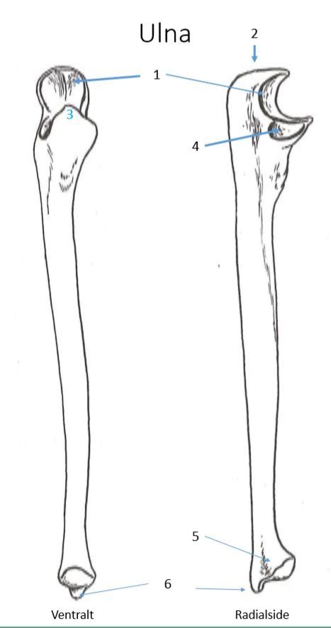 Ulna Diagram Quizlet