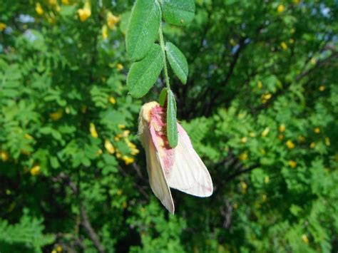 Rosy Maple Moth Desktop Wallpapers Phone Wallpaper Pfp Gifs And More