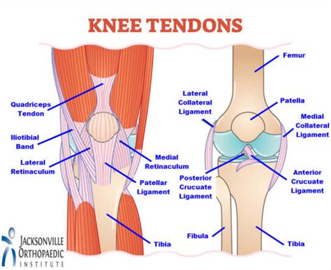 Tendons And Ligaments Of The Posterior Knee