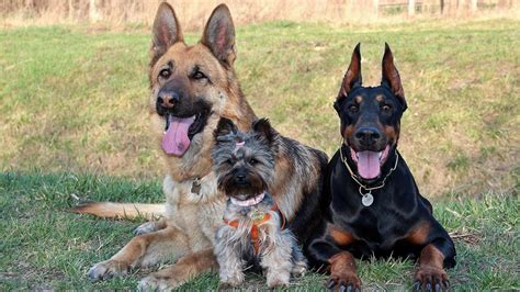 Races de chiens préférées des Français notre top 5