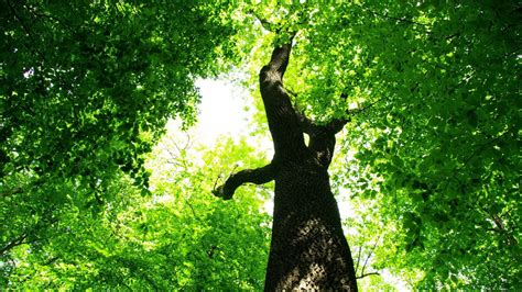 Wallpaper Sunlight Trees Leaves Nature Grass Branch Green