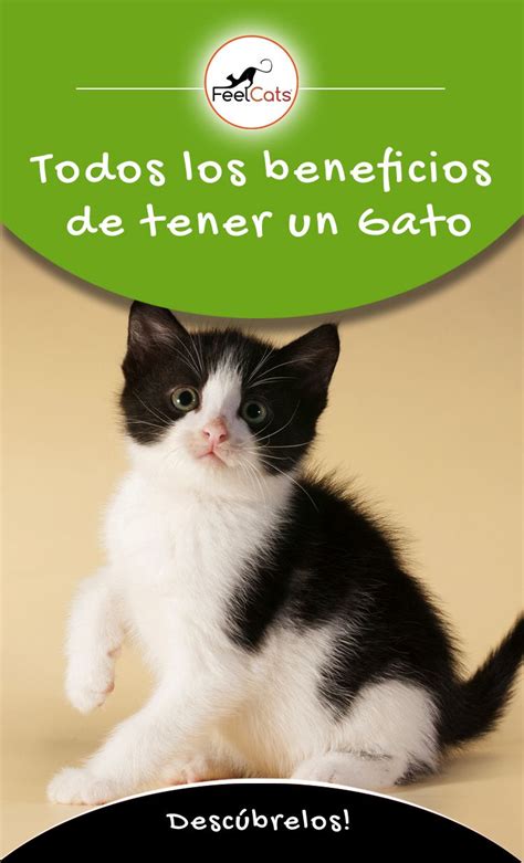 Te contamos cómo cambia tu vida a mejor al tener un Gato en casa y
