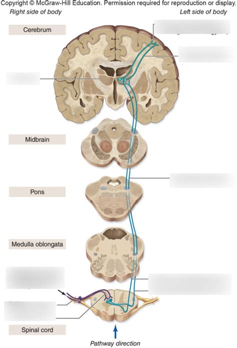 Anterolateral Pathway Diagram Quizlet